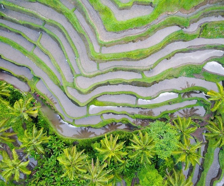 NEWTREE IMPACT - ECCO NOVA | ECCO NOVA